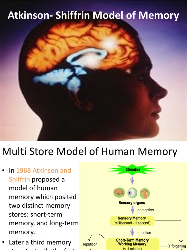 Atkinson-Shiffrin Model of Memory | PDF | Memory | Long Term Memory