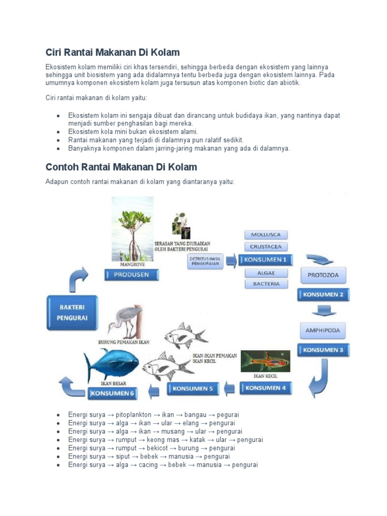 Contoh Rantai Makanan Di Kolam | PDF | Sains & Matematika