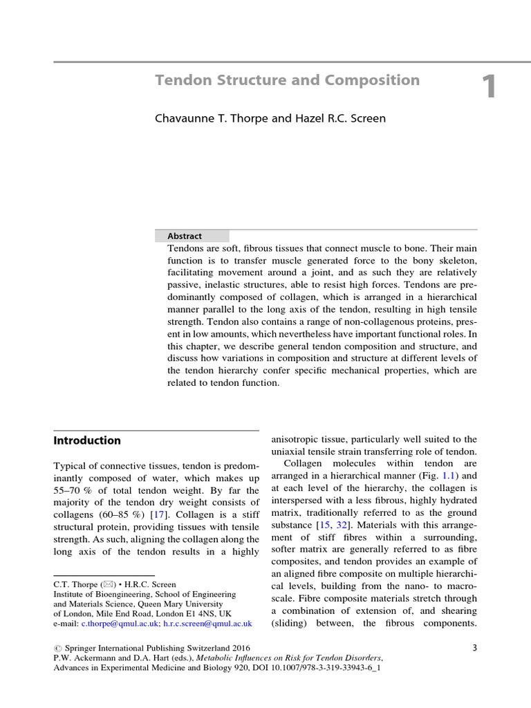 Estructura y Composición Del Tendón | PDF | Tendon | Collagen