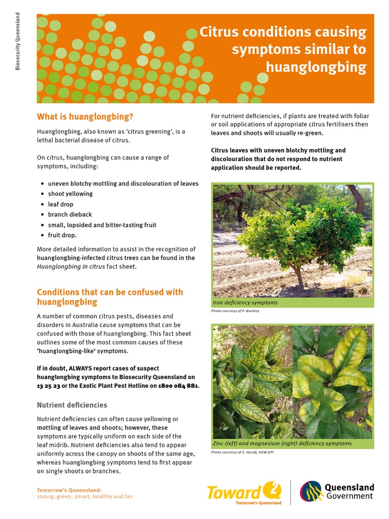 Citrus HLB Similar Symptoms | PDF | Citrus | Plants