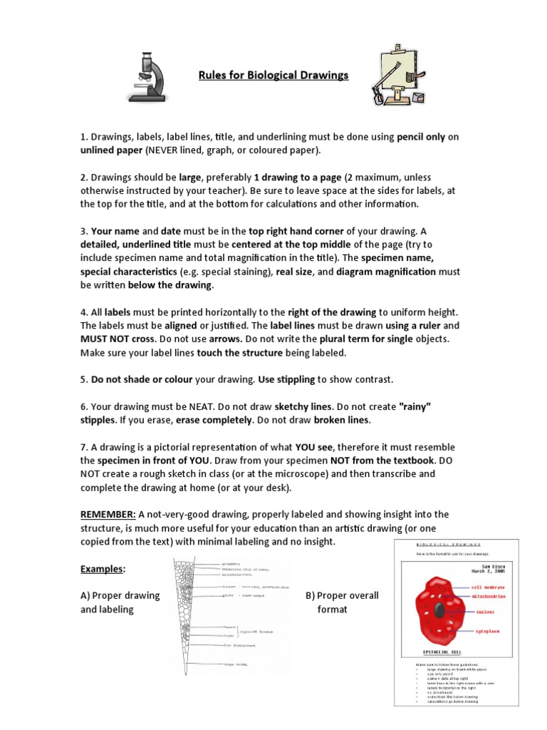 Rules For Biological Drawings | PDF