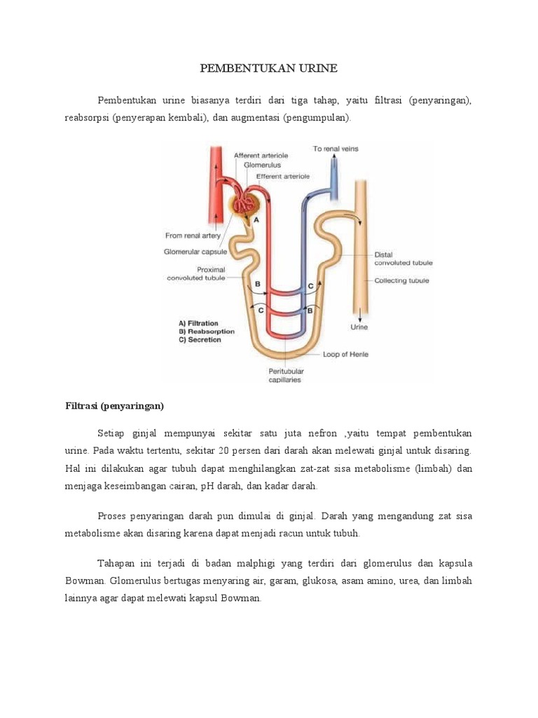 Proses Pembentukan Urine di Ginjal | PDF | Memasak, Makanan, & Anggur