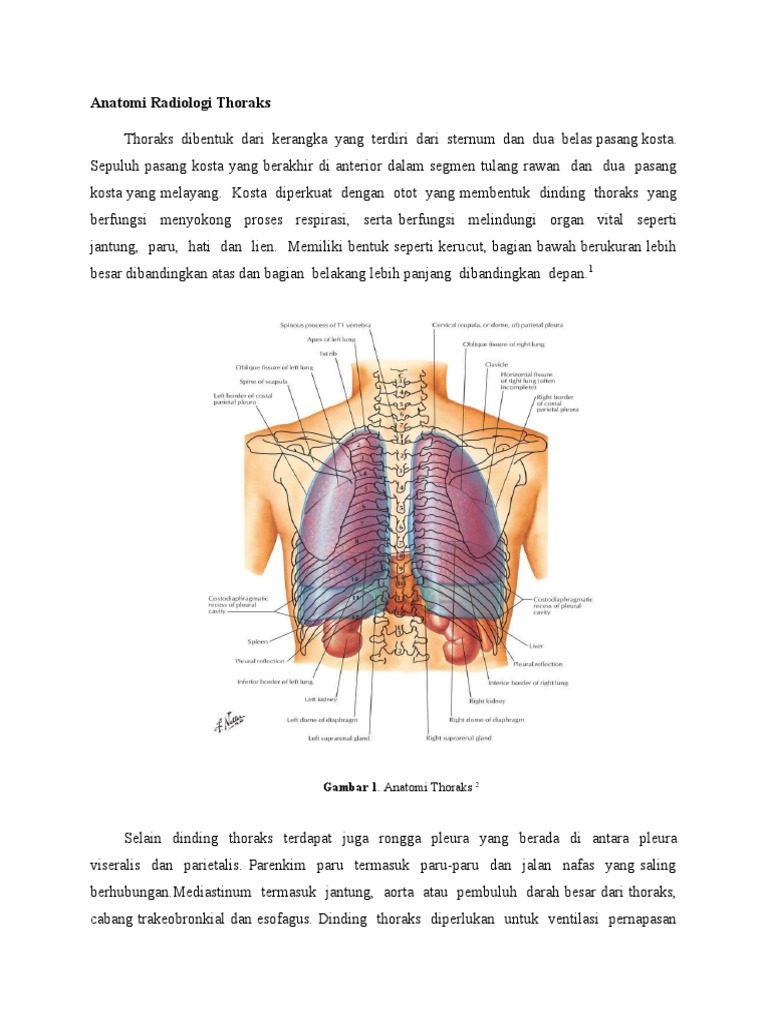 Anatomi dan Fungsi Rongga Thoraks | PDF
