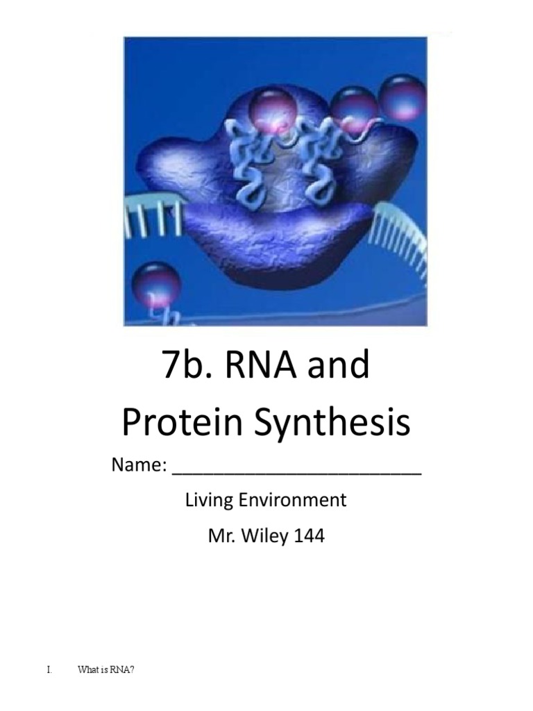 RNA and Protein Synthesis Overview | PDF | Translation (Biology) | Rna