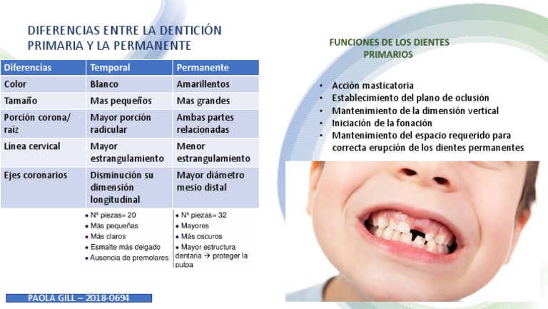 Diferencias Entre La Dentición Primaria y La Permanente | PDF