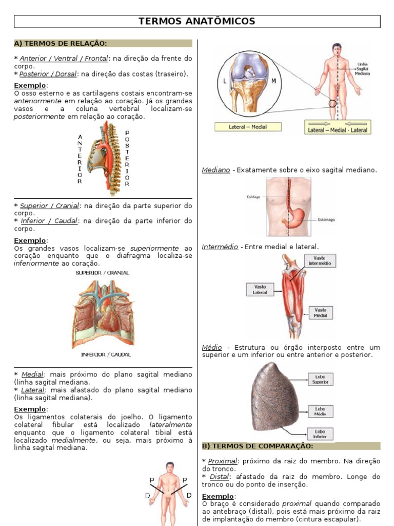 TERMOS ANATÔMICOS | Anatomia | Termos Anatômicos do Movimento