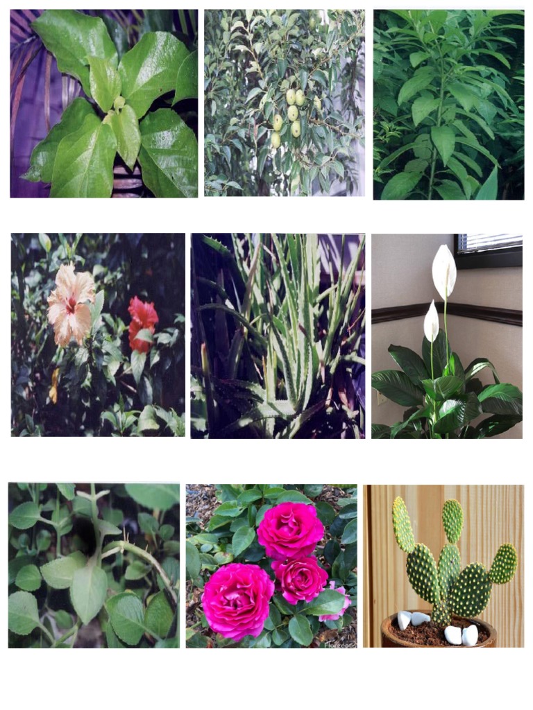 Ornamental at Halamang Gamot | PDF