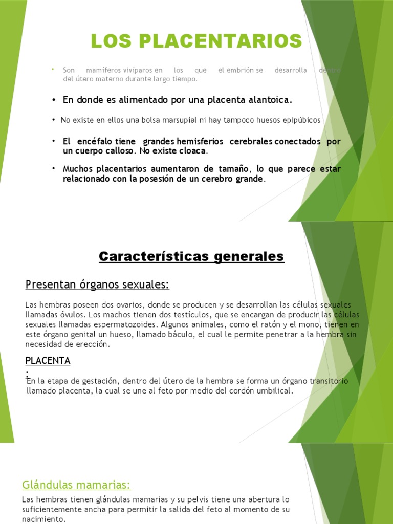 Los Placentarios | PDF | Sistema circulatorio | Placenta