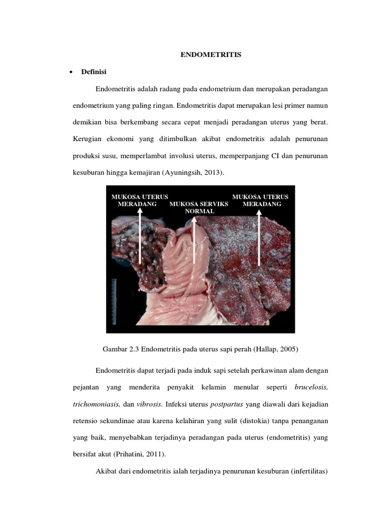 Pengobatan Endometritis pada Sapi | PDF