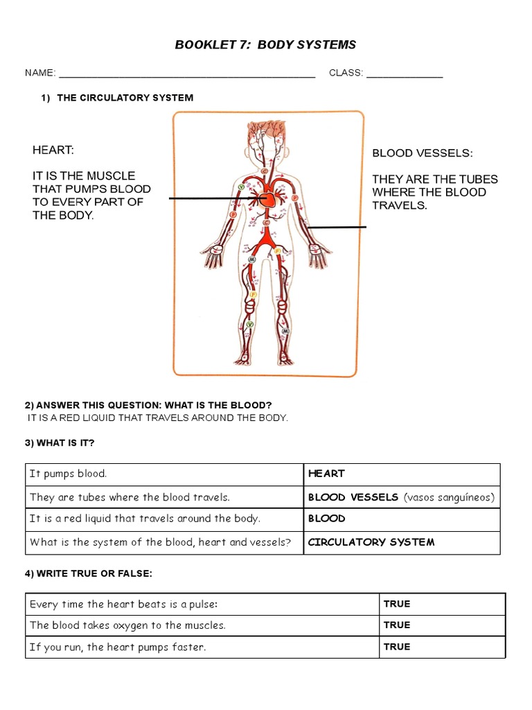 Booklet 7: Circulatory and Respiratory Systems | PDF | Human Digestive ...