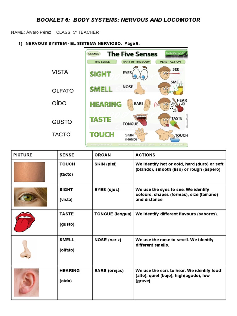 Booklet 6: Nervous and Locomotor Systems | PDF | Joint | Nervous System