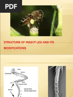 Montessori Butterfly Nomenclature Cards Ages 6 To 9 | PDF