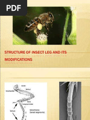 Trochanter Insect
