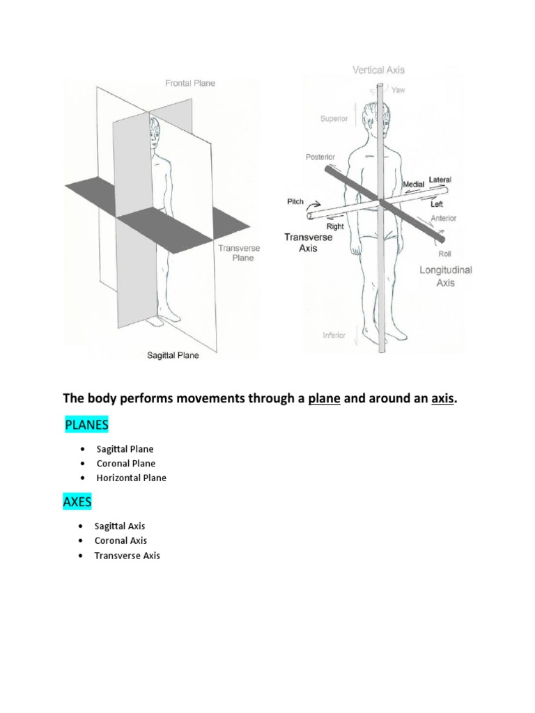 The Body Performs Movements Through A Plane and Around An Axis | PDF ...