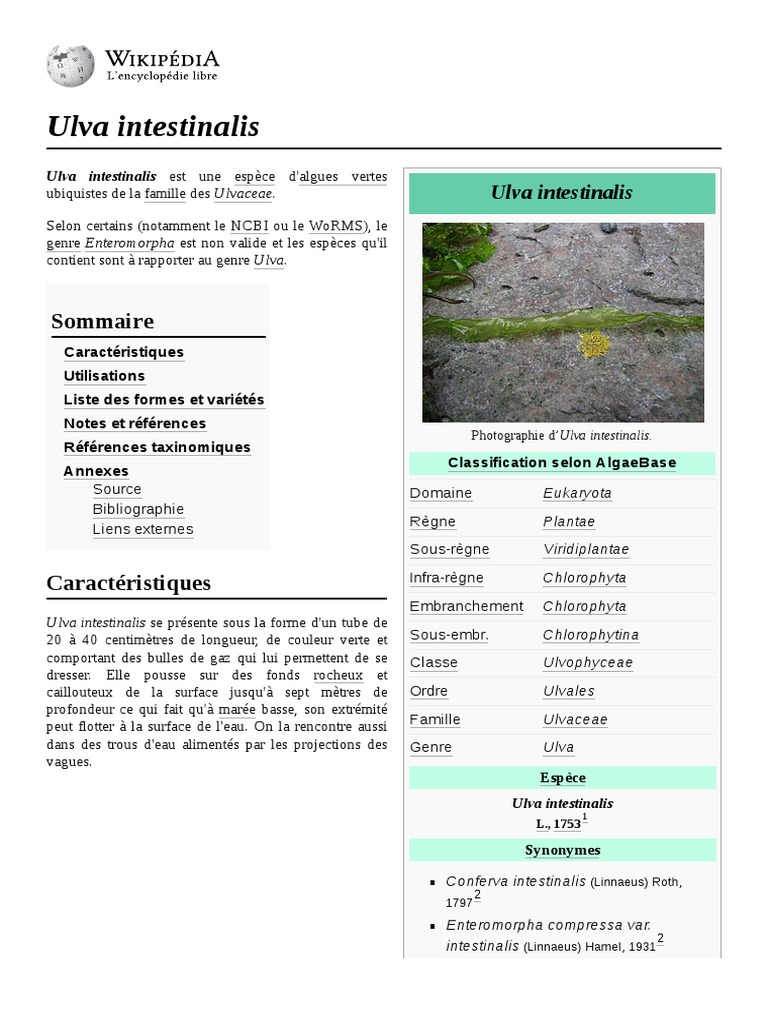 Ulva Intestinalis | PDF | Algue | Eucaryotes