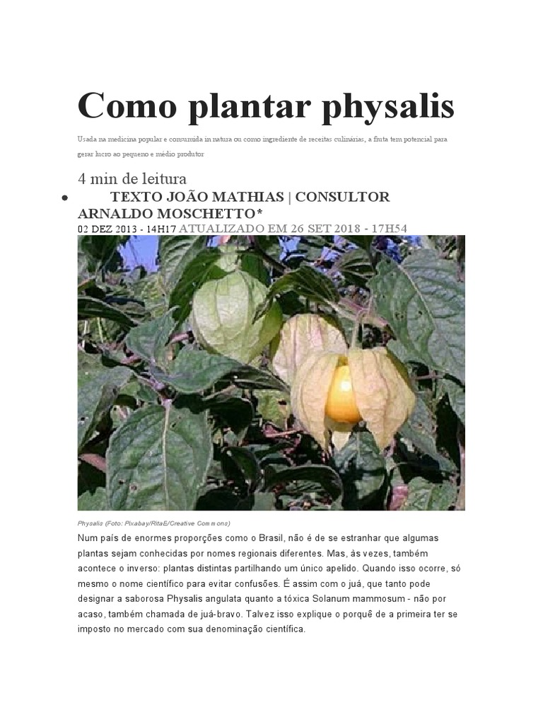 Como Plantar Physalis | PDF | Tomate | Batata