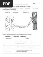 Nervous System Worksheet | PDF | Neuron | Axon