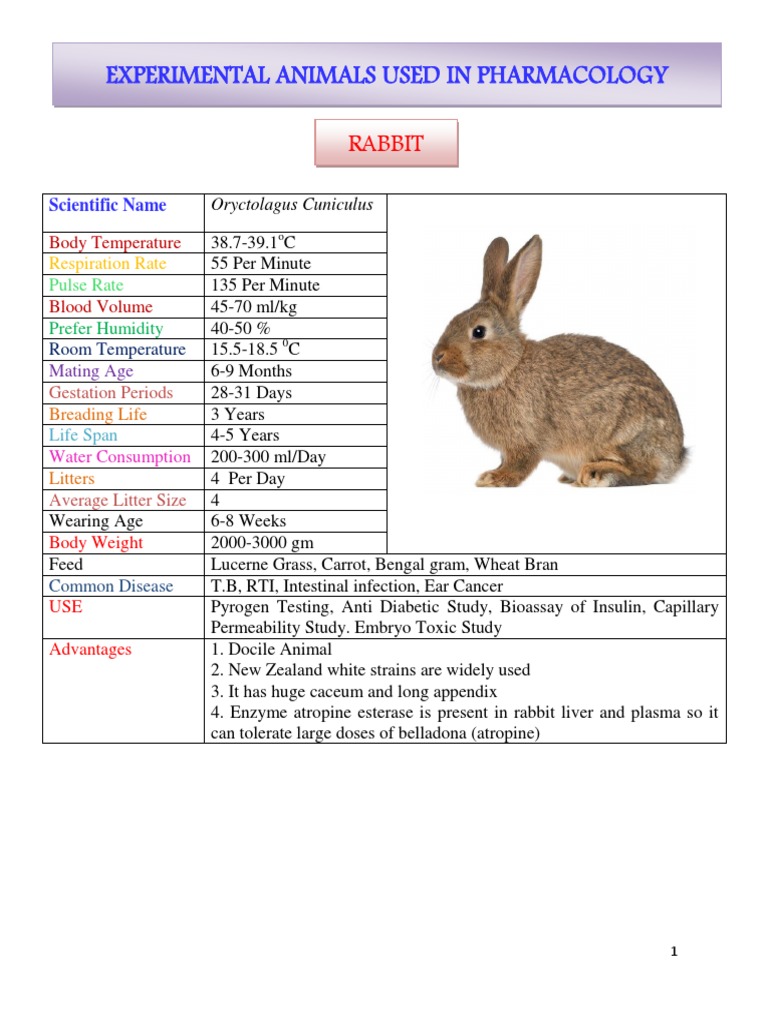 Experimental Animals Used in Pharmacology: Rabbit | PDF | Laboratory ...