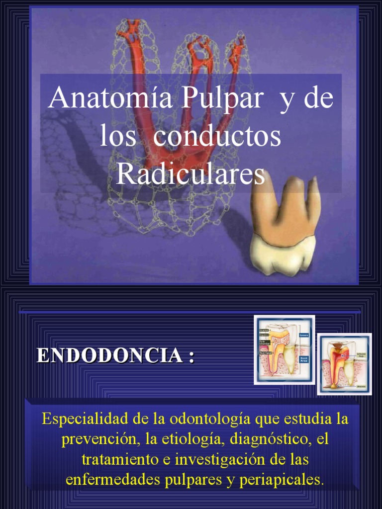 Anatomía Pulpar y de Los Conductos Radiculares | PDF | Anatomia animal ...