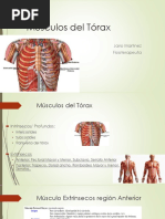 Músculos del Tórax: Función y Estructura | PDF | Tórax | Vértebra