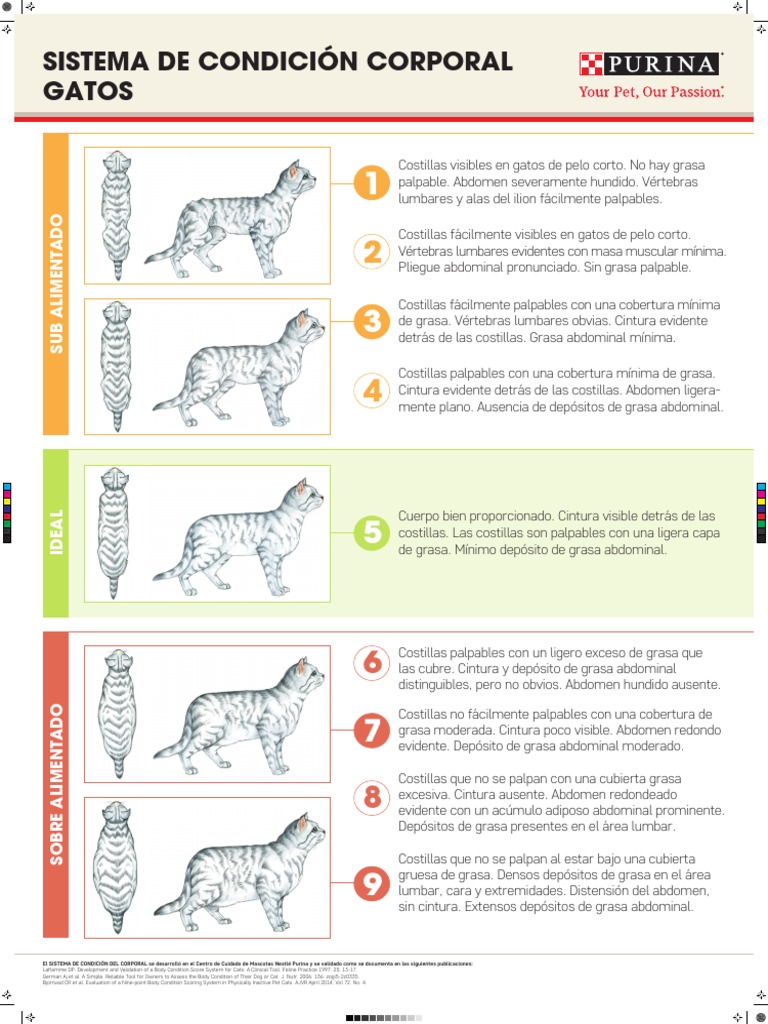 Purina - Sistema Condicion Corporal Gatos Span | PDF | Abdomen ...