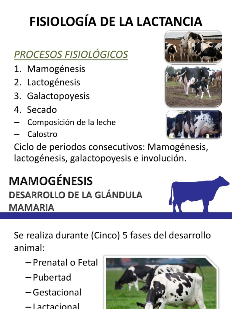 Fisiología de La Lactancia - Mamogénesis y Lactogénesis | PDF ...