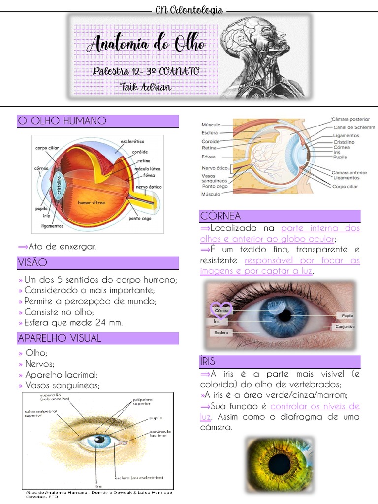 Anatomia Do Olho | PDF | Olho humano | Olho