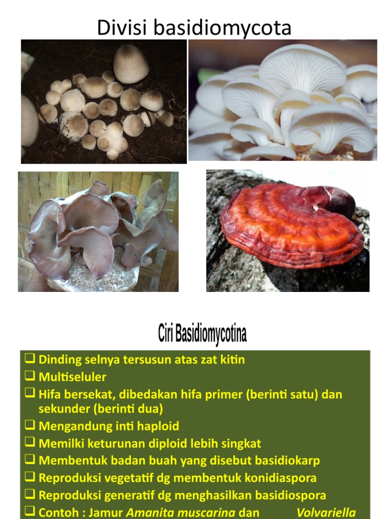 Jamur Basidiomycota Dan Deuteromycota | PDF