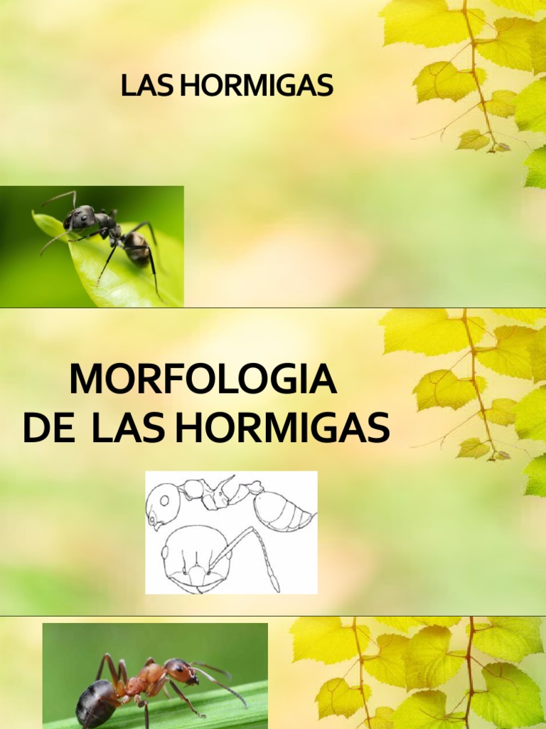 Morfología de las Hormigas: Estructura y Partes | PDF