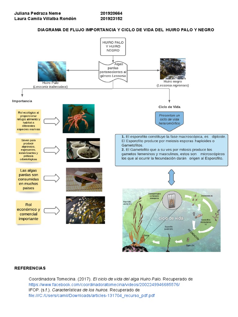 Diagrama de Huiro Palo y Huiro Negro | PDF
