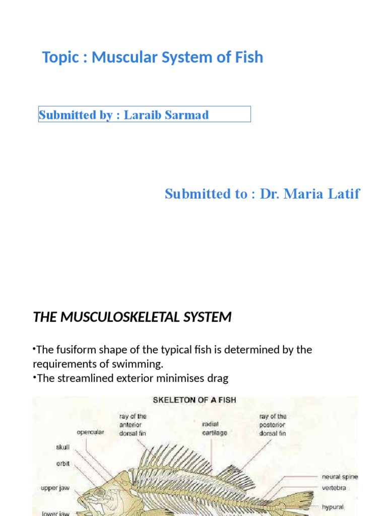 Topic: Muscular System of Fish: Submitted To: Dr. Maria Latif | PDF ...