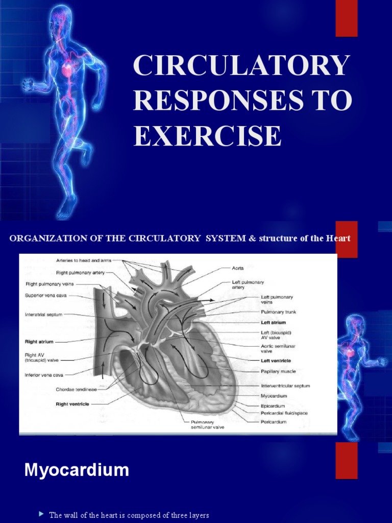 Circulatory Response To Exercise | PDF | Heart | Blood Pressure