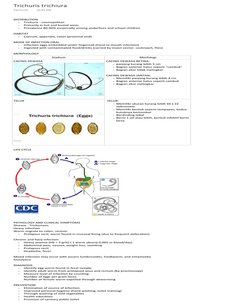 Trichuris Trichiura | PDF | Parasitology | Microbiology