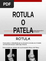 Trabajo Femur Tibia Perone y Rotula Comparada | PDF | Sistema ...