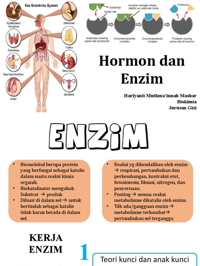 4 Hormon Dan Enzim | PDF