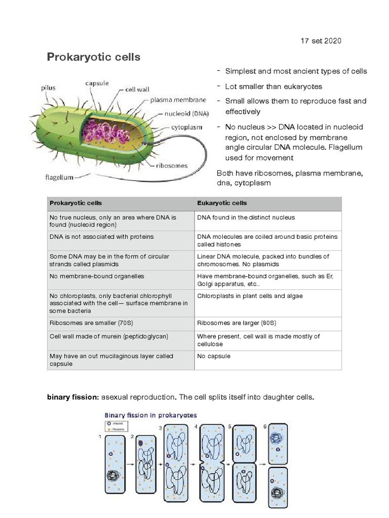 Viruses and Prokaryotic Cells | PDF | Prokaryote | Cell (Biology)