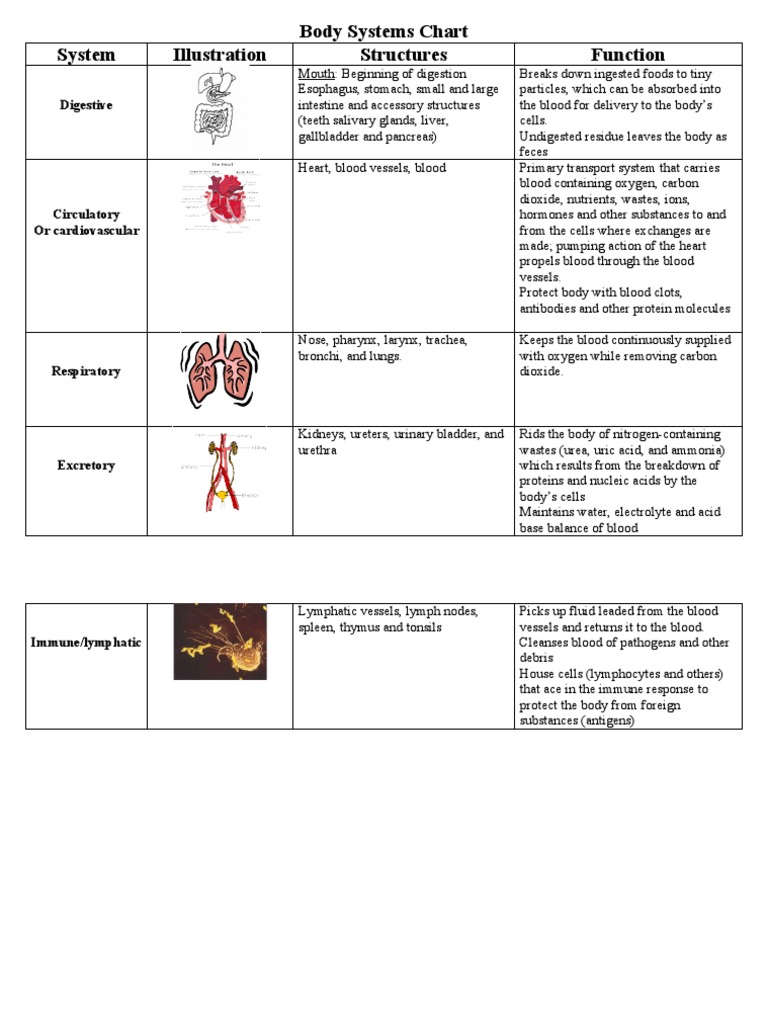 Body Systems Chart System Illustration Structures Function: Digestive ...