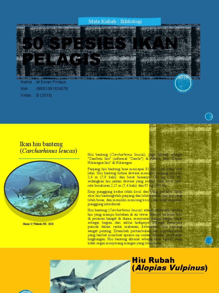 Ikan Hiu Banteng (Carcharhinus Leucas) | PDF