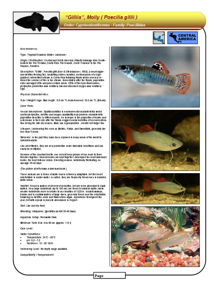 "Gilliis", Molly (Poecilia Gillii) : Order: Cyprinodontiformes - Family ...