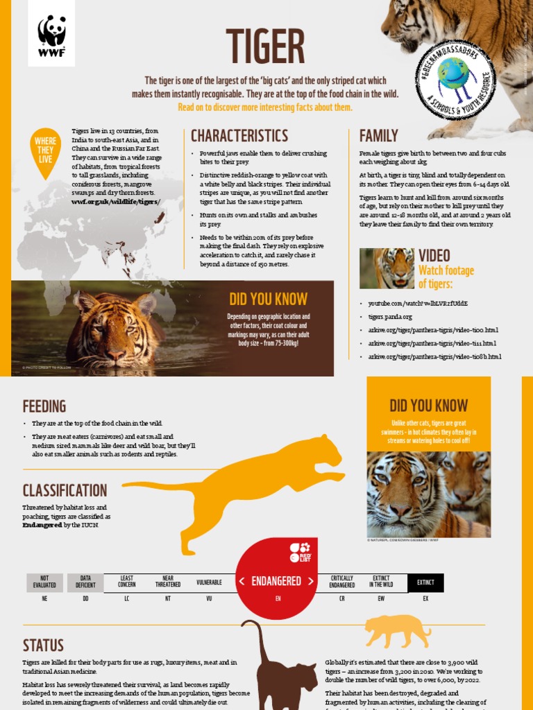Tiger: Characteristics Family | PDF | Tiger | Endangered Species