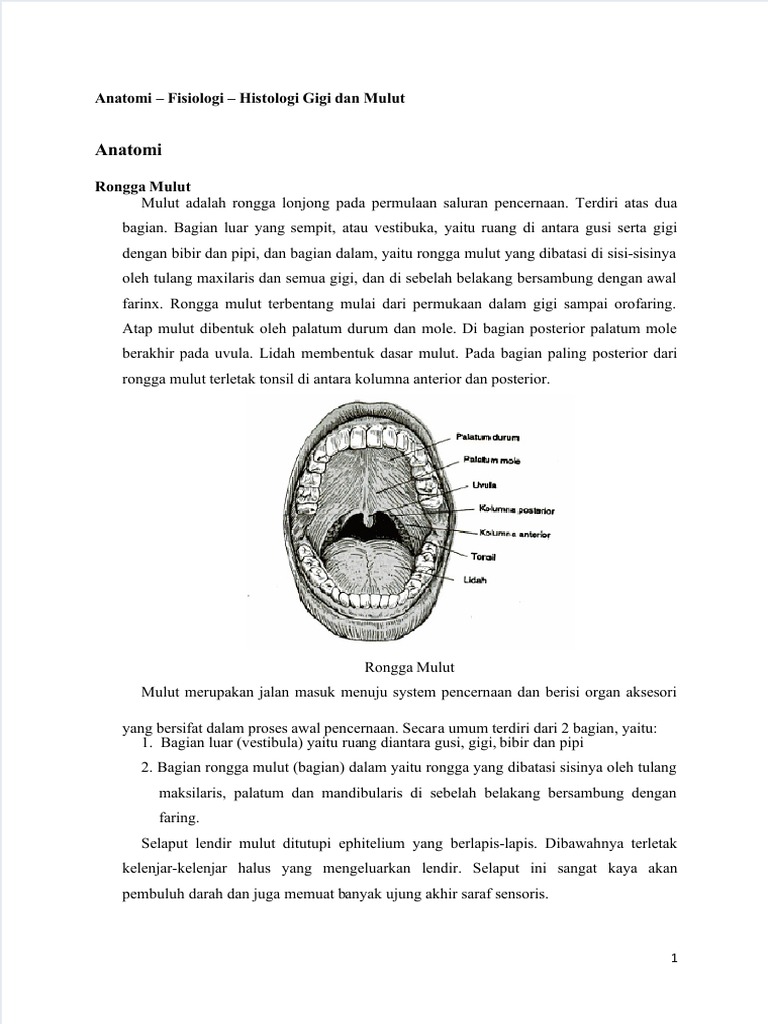 Anatomi Gigi dan Mulut | PDF