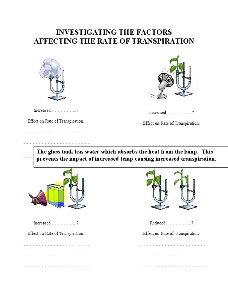 Investigating The Factors Affecting The Rate of Transpiration | PDF
