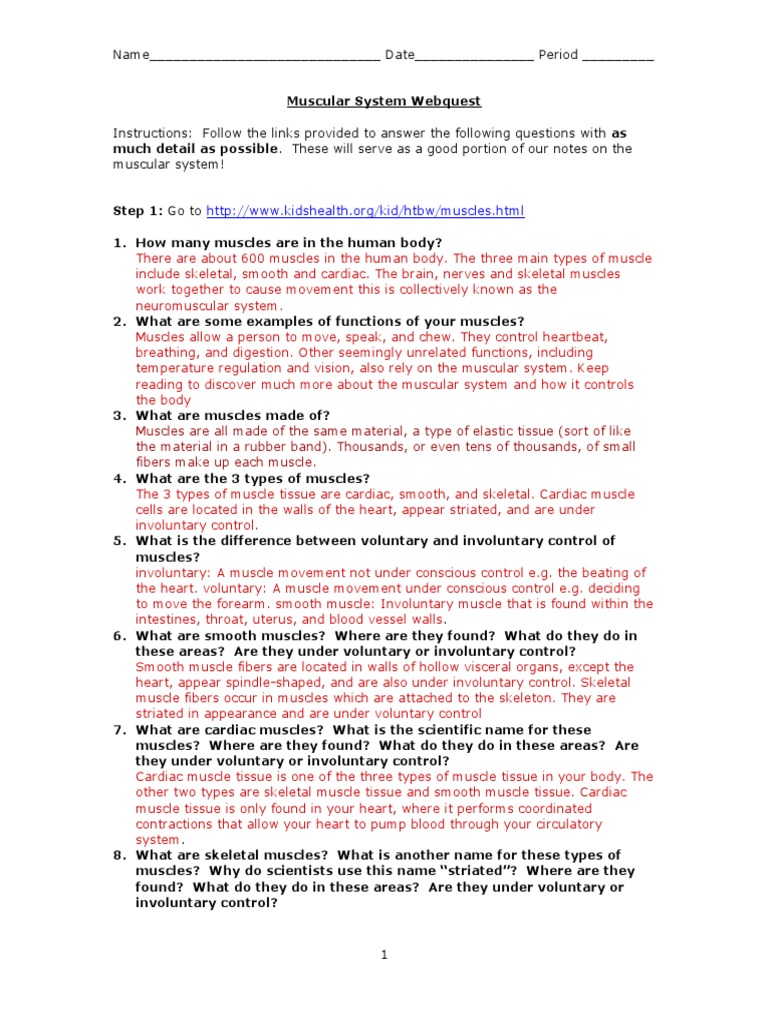 Answers - MuscularSystemWebquest | PDF | Muscle | Skeletal Muscle
