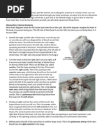 Lab Activity (Dissection of Pigs Heart) | PDF | Heart | Circulatory System