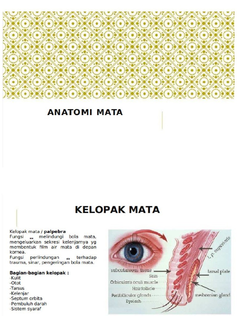 Anatomi Mata | PDF
