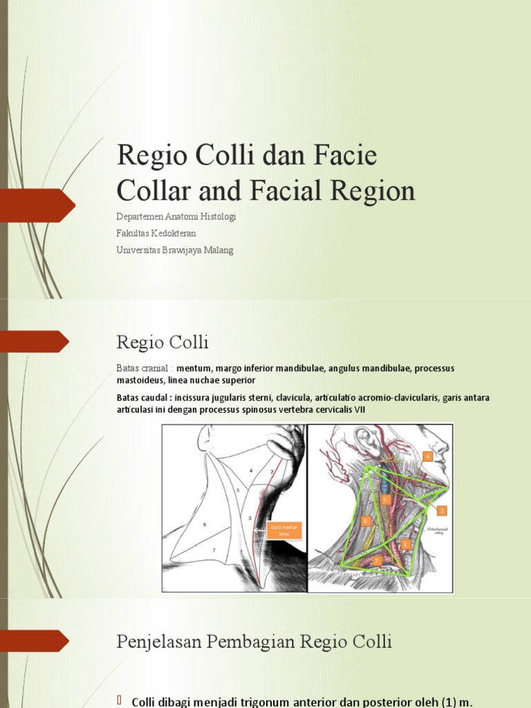 Regio Colli Facie FKG | PDF