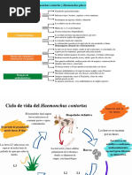 Morfología y ciclo de Haemonchus contortus | PDF | Nematodo | Zoología