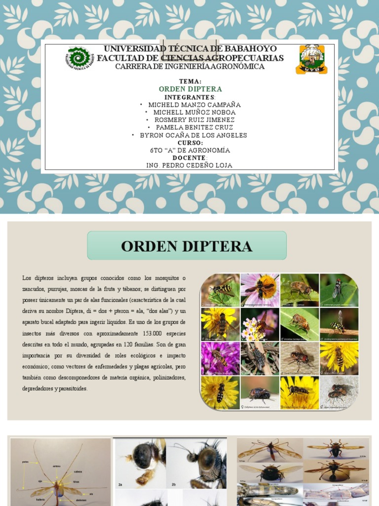 Orden Diptera | PDF | Mosca | Insectos