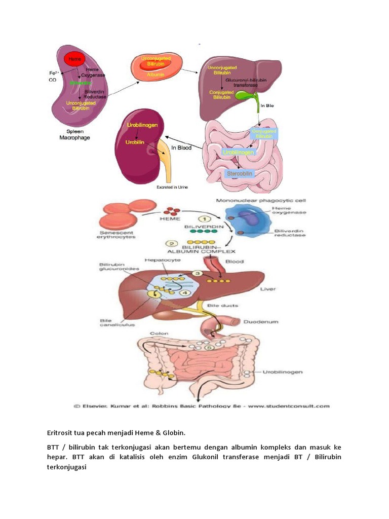Pembentukan Bilirubin | PDF
