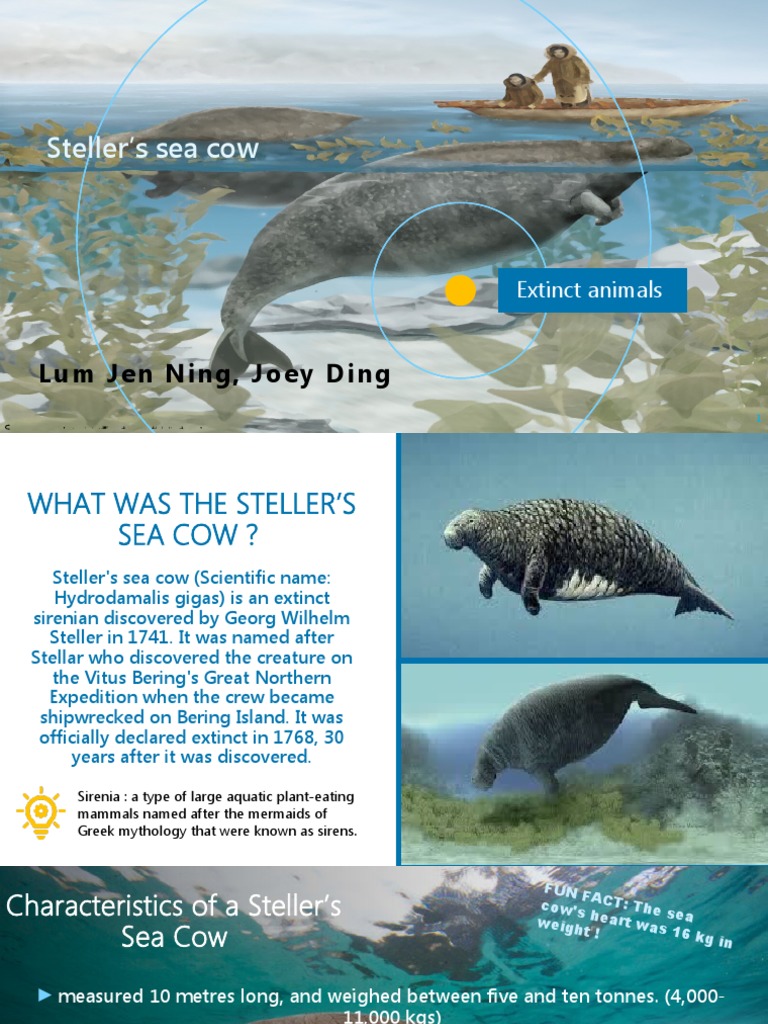 Steller's Sea Cow: Lum Jen Ning, Joey Ding | PDF | Mammals | Marine Mammals